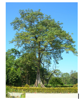 Hollong Tree | Catalyst IAS