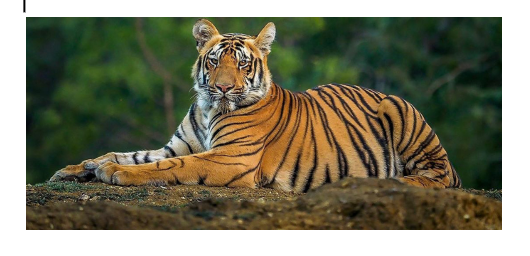 Hollong Tree | Catalyst IAS