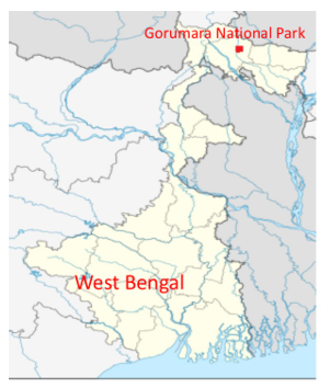 Hollong Tree | Catalyst IAS